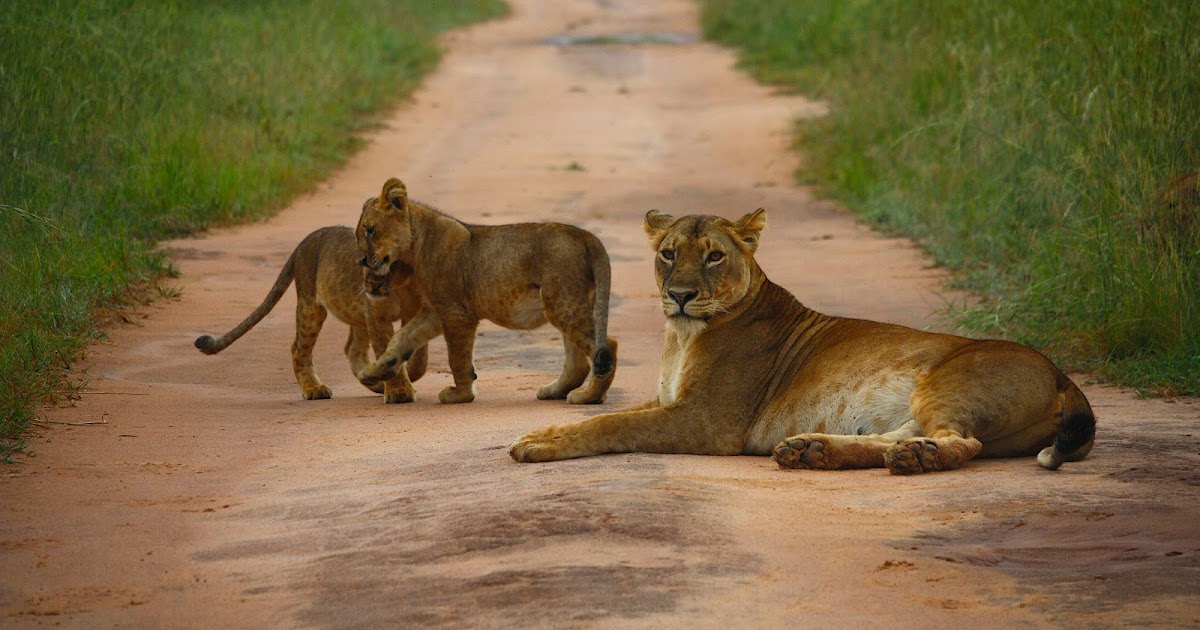 BichoBruto: wild king