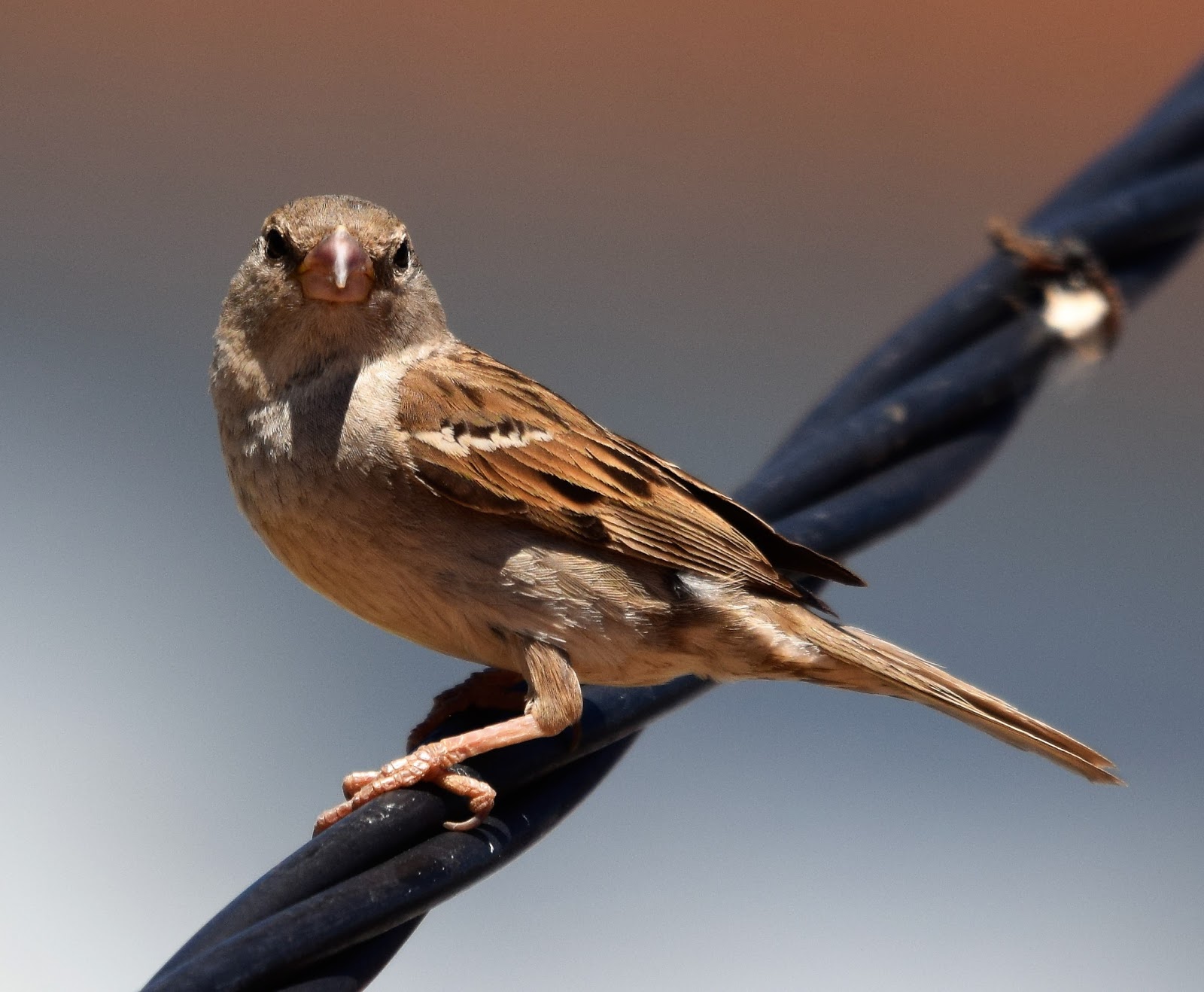 O Feminino De Pardal - LIBRAIN