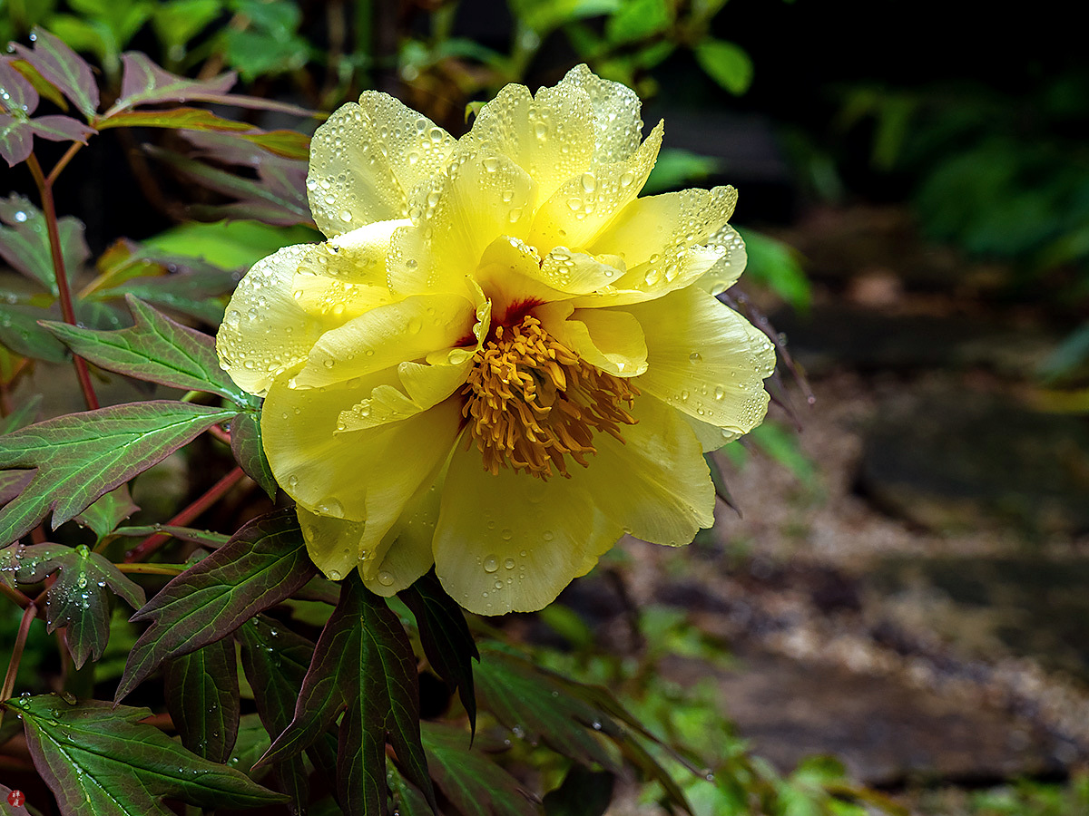 FROM THE GARDEN OF ZEN: Peony flower: Kita-kamakura (my garden)