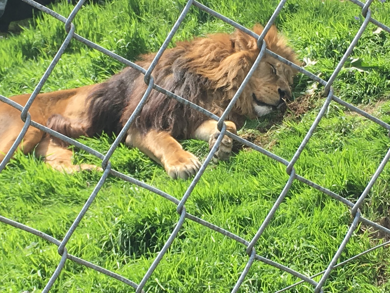 Dartmoor Zoo, Sparkwell, Devon