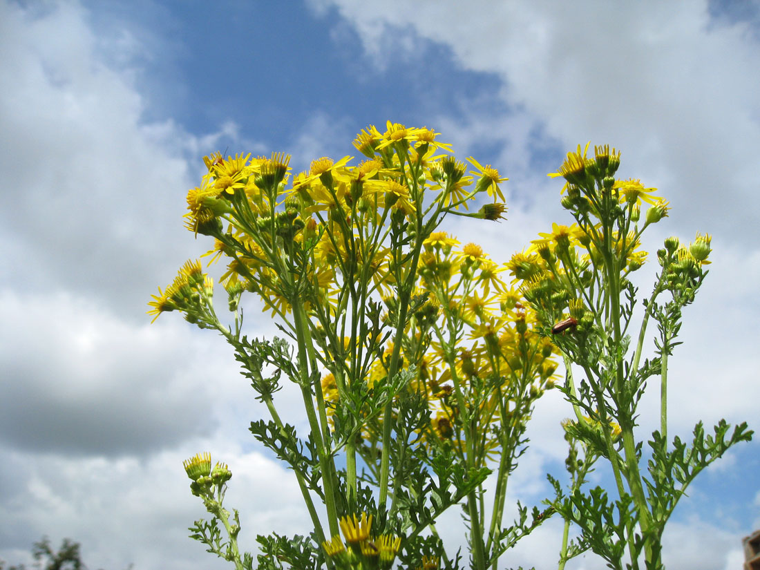 New Horse Owners: Do you know how to identify Ragwort?