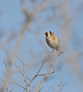 Blog del Màrius Domingo, Ca la Gallineta: Cadernera.