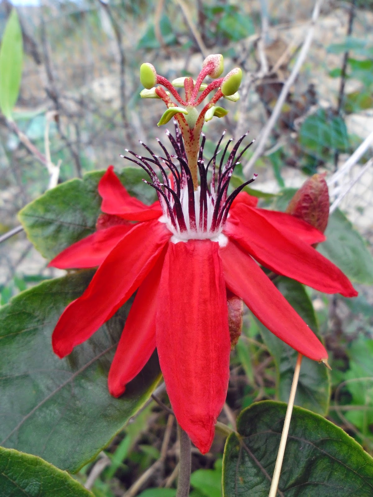 Plant World: Passiflora Miniata