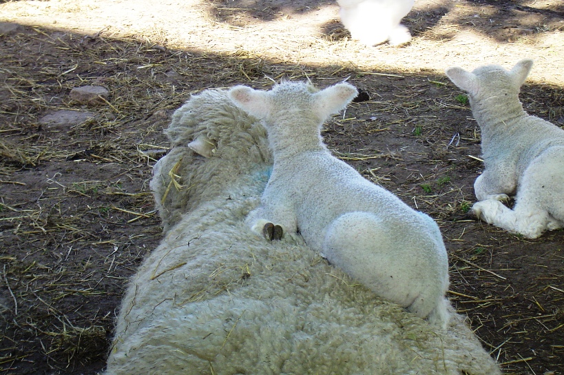 The life of Simon - marudzę, więc jestem: The daggy end of the stick...