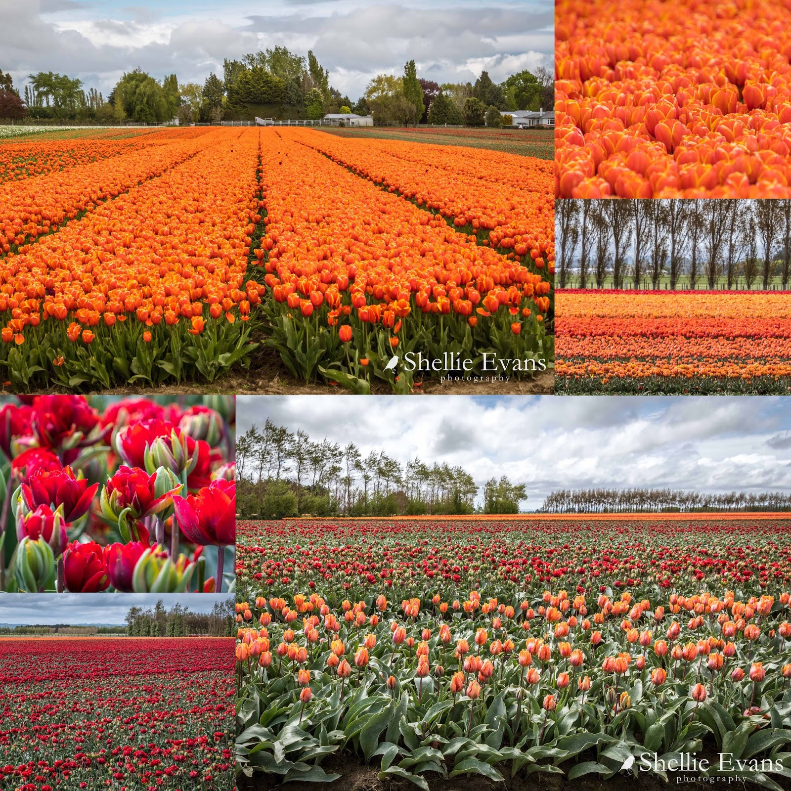 Two Go Tiki Touring: A Riot of Colour- Fields of Tulips, Southland