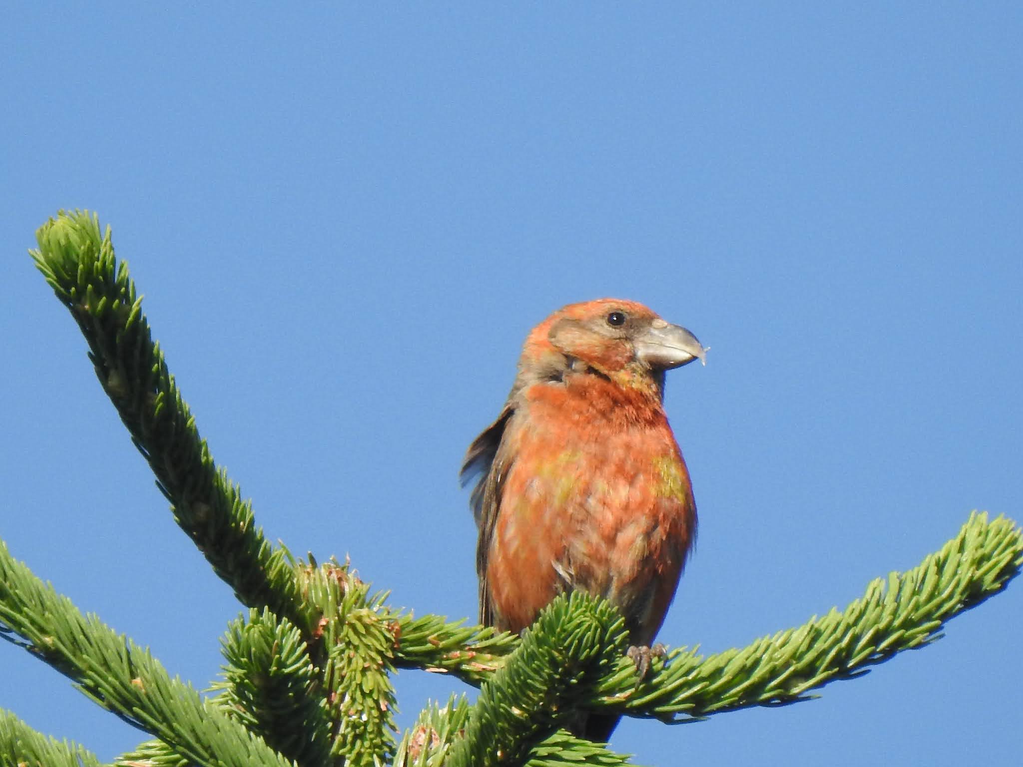 PASARI DIN ROMANIA: FORFECUTA (1), Loxia curvirostra