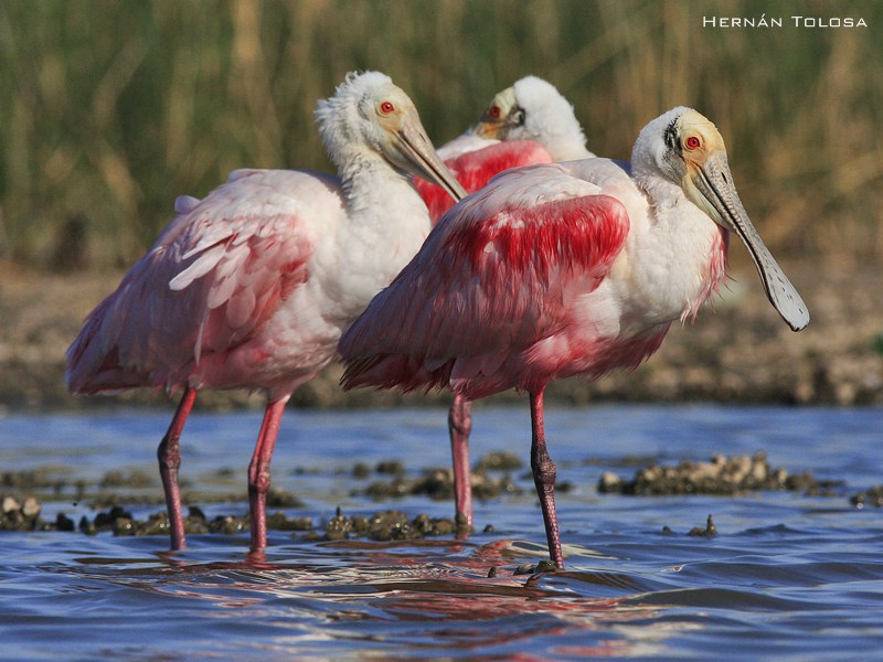 Aves de Argentina: Espátula rosada (Platalea ajaja)