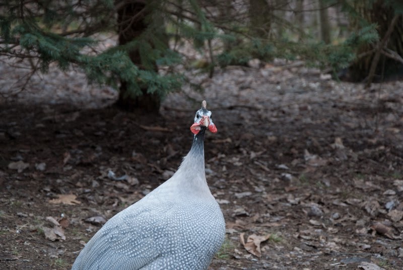 Raising Guinea Fowl - Feathers in the woods