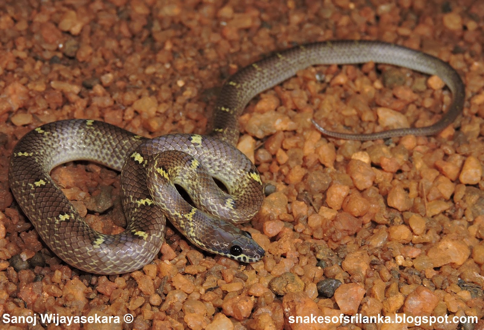Flowery Wolf Snake/මල් රදනකයා (Lycodon anamallensis-Günther, 1864)