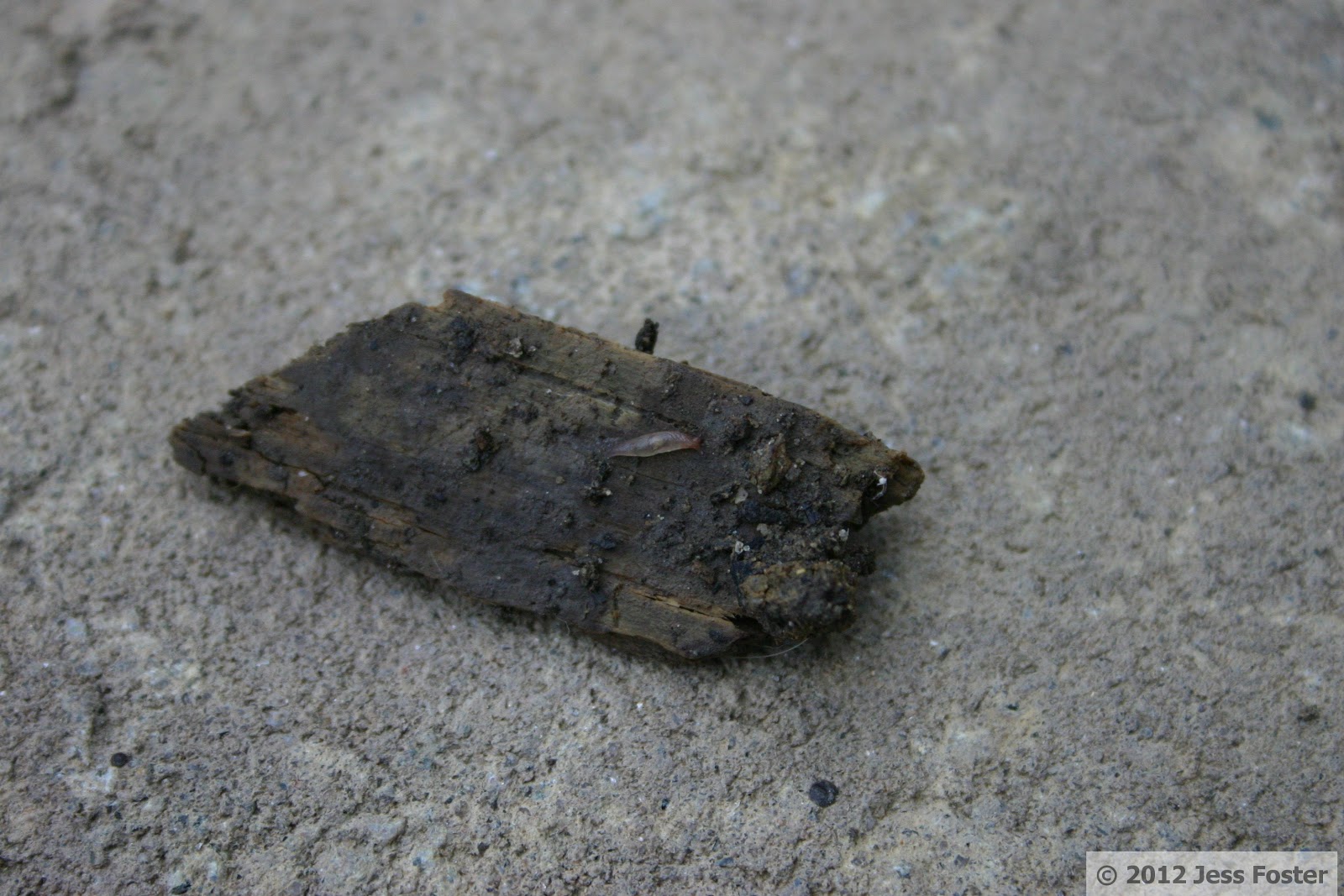 Sluggin' Along: Two Successful Births - Part 2