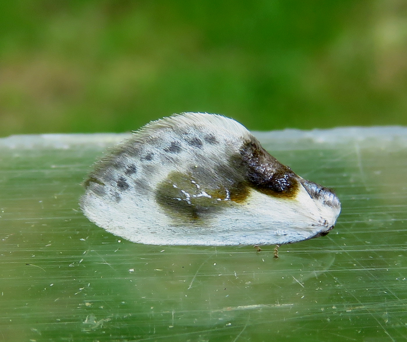 MERSEA WILDLIFE: MAY MOTHS