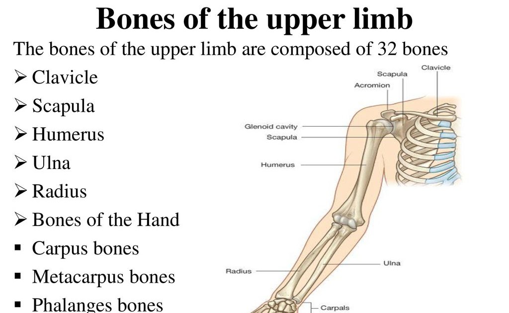Anatomical Terms Introduction Of Upper Limb anatomical-terms-introduction-of-upper-limb