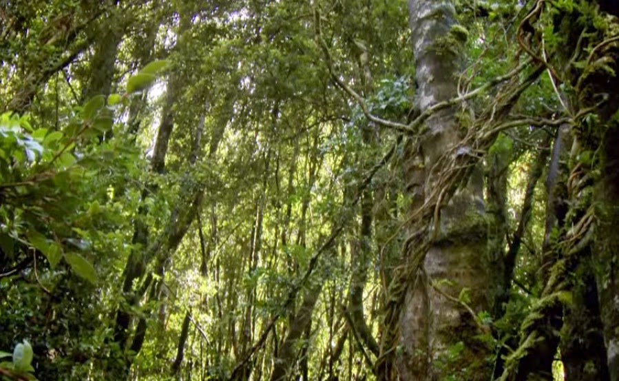 GREEN FOREST: Valdivian rainforest