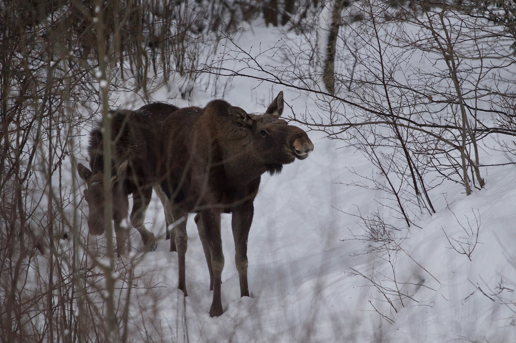 Naturfoto Einar Hugnes: Kort møte med ei elgku og kalv rett ved huset vårt