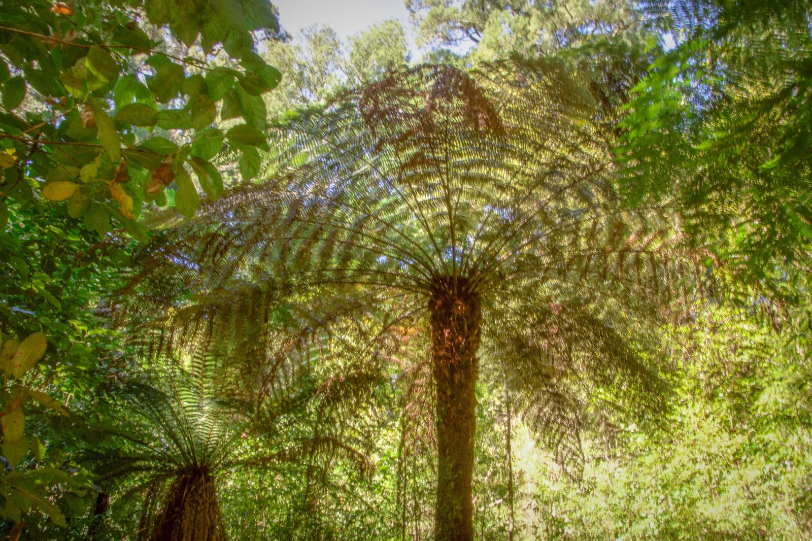 Paws Awhile: Pelorus