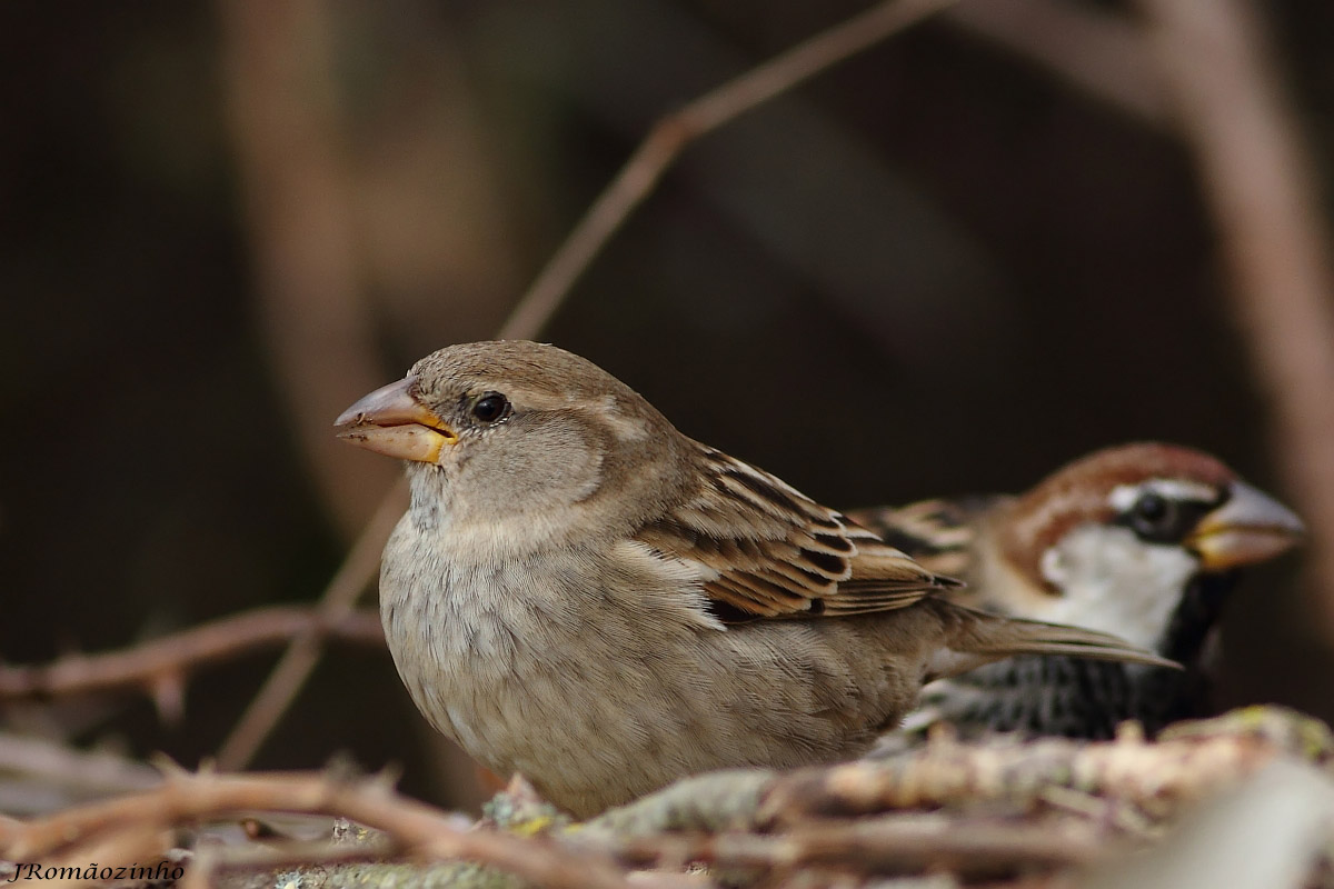 Pescador de aves: Pardal espanhol
