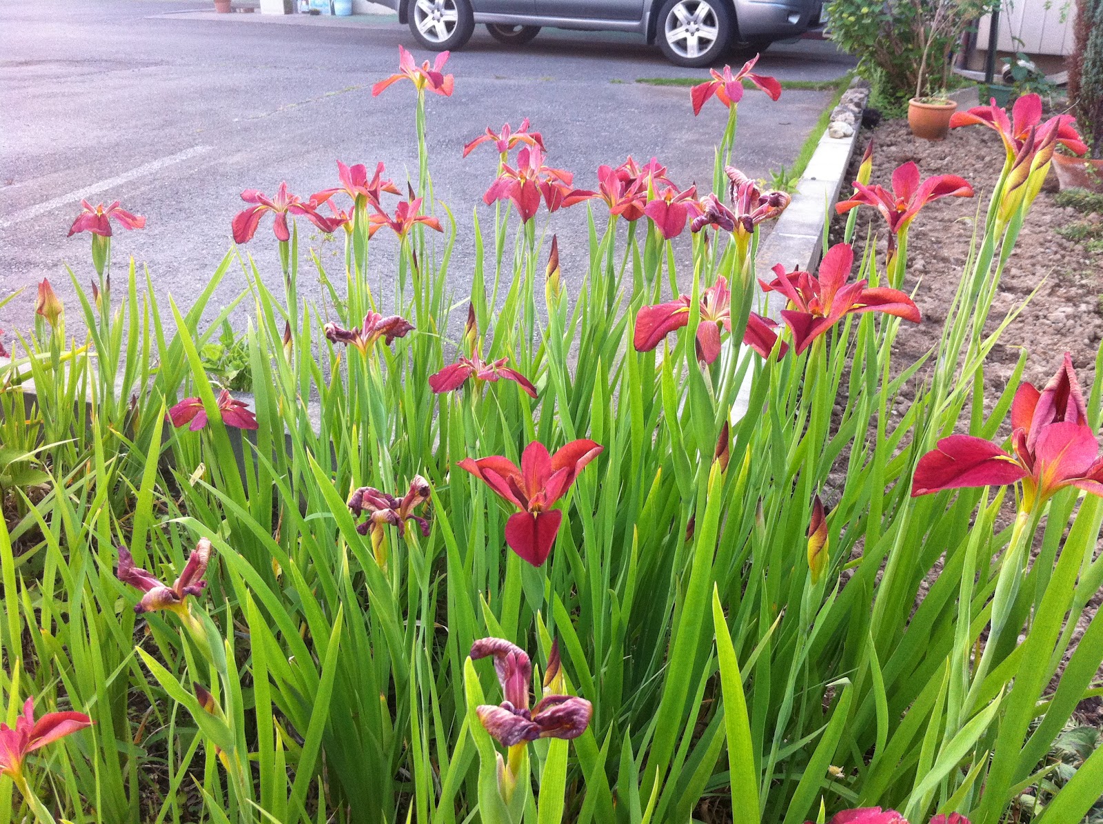 Love Story in Japan: Bersiar-siar Di Petang Hari