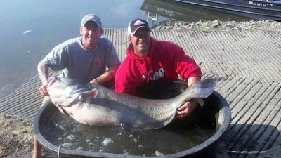 Ohio Record Channel Cat