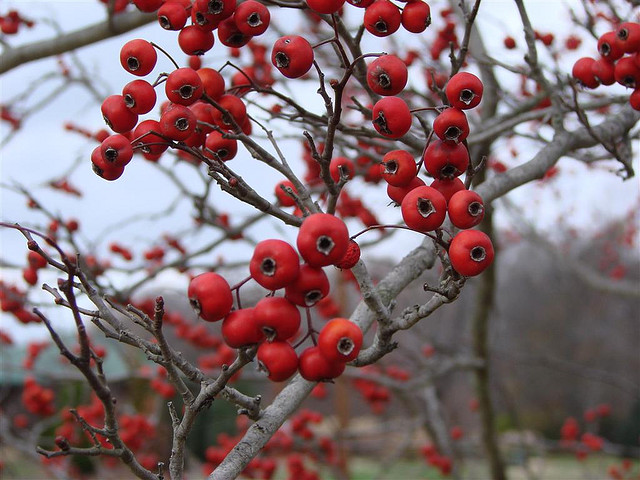 Docaitta Lifestyle: Foraging 35: Pear Hawthorn, and some Uses