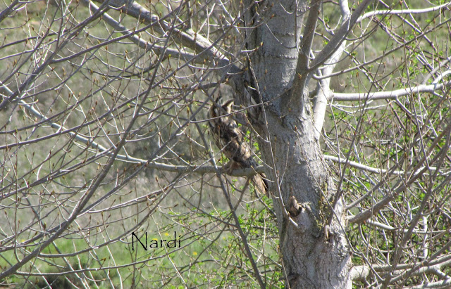 NARDILEON: Buho chico (Asio otus)