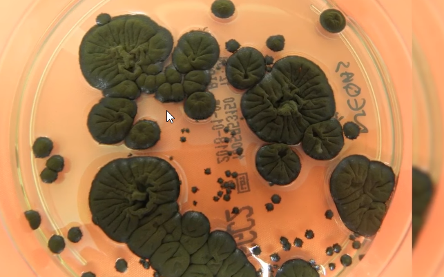 Los hongos de Chernobyl protegerían a los astronautas | Misterio y ...