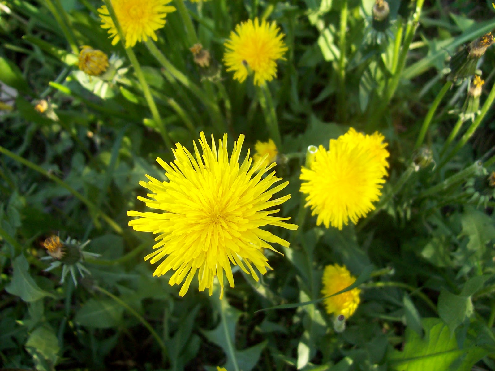 Érzések és hangulatok: Pitypang parádé