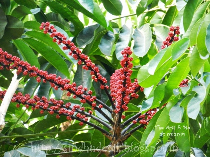 Octopus Tree Berries - DeSi Abhivyakti