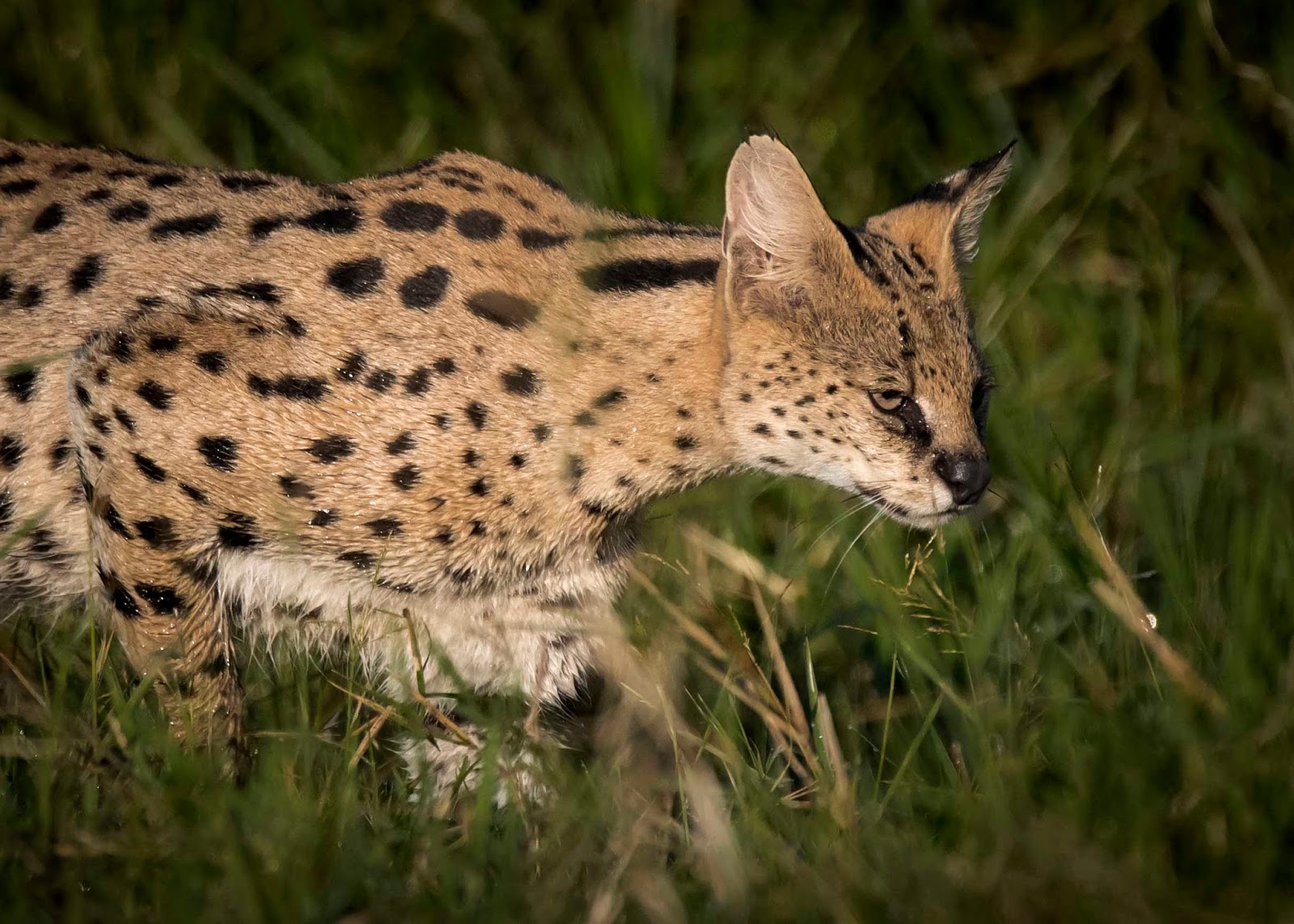 Elsen Karstad's 'Pic-A-Day Kenya': Serval Cat, Masai Mara Kenya