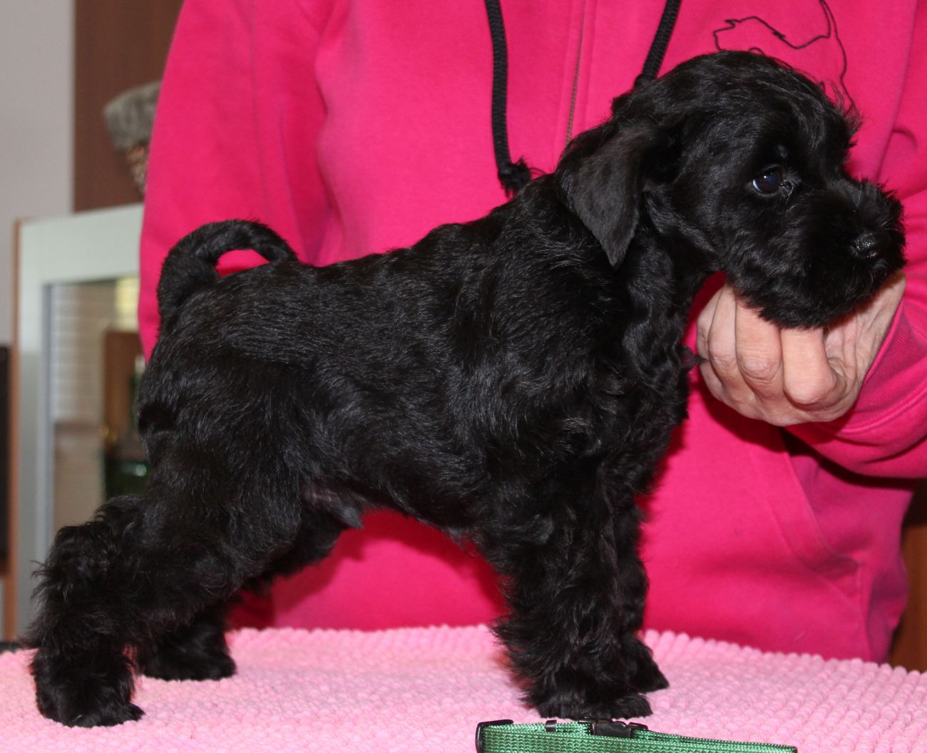 Kennel Greedy Rascal's