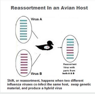 Avian Flu Diary: Virology: The Zoonotic Potential Of Multiple Subgroups ...