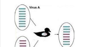 Avian Flu Diary: Virology: The Zoonotic Potential Of Multiple Subgroups ...