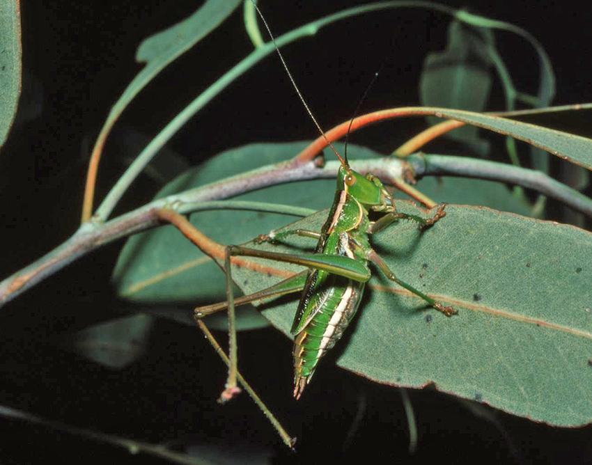 BunyipCo: Kangaroo Island Fires: Effects on Endemic Orthopteroid Insects