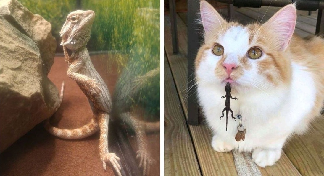 20+ Animals Who Can Cheer You Up Better Than Any Comedian