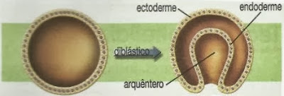 Segundo Ano Biologia: Embriologia