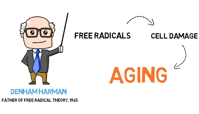 EXAMS AND ME : Free Radical Theory Of Aging