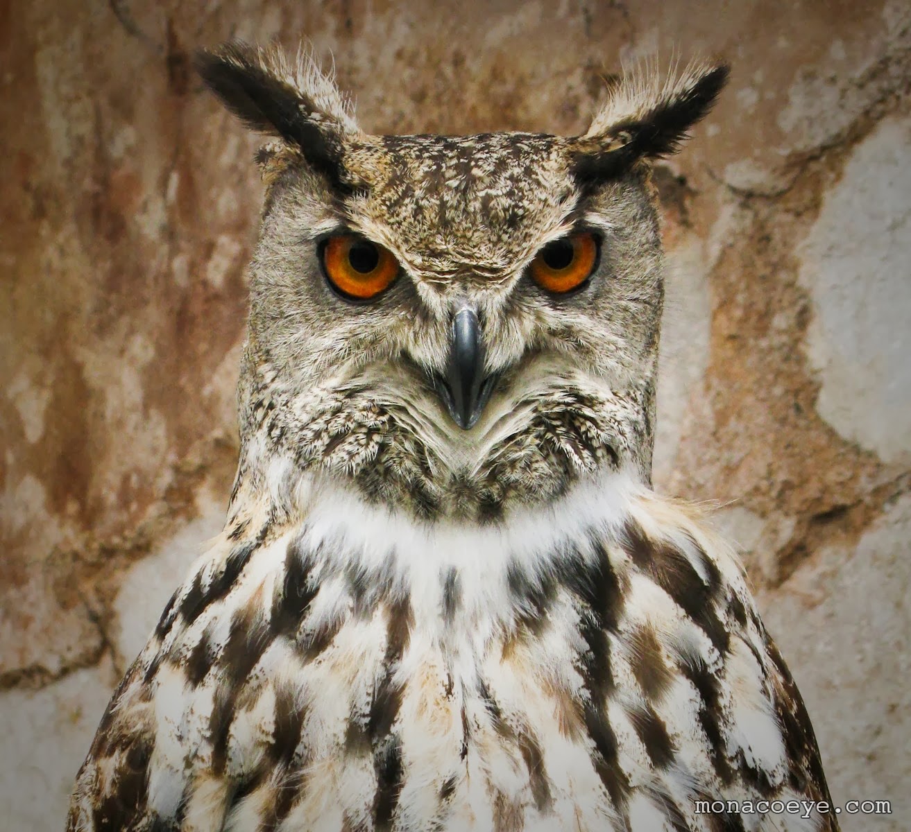 Búho real (Bubo bubo)