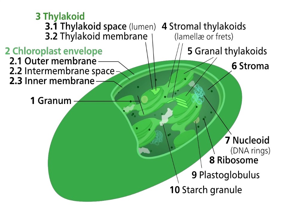 Chloroplast and Photosystems - Your Learning Point