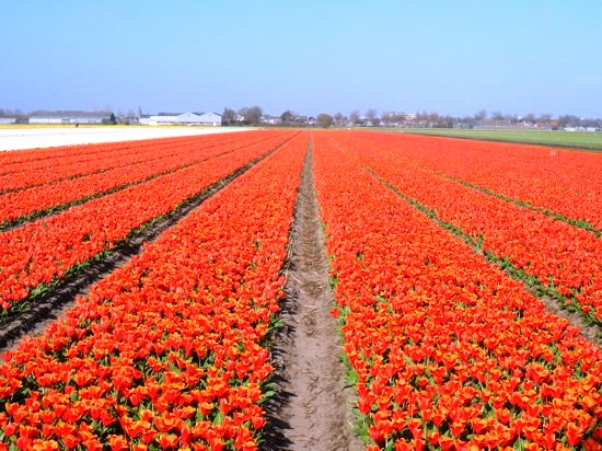 The Beauty of Nature: Flower farms in the Netherlands