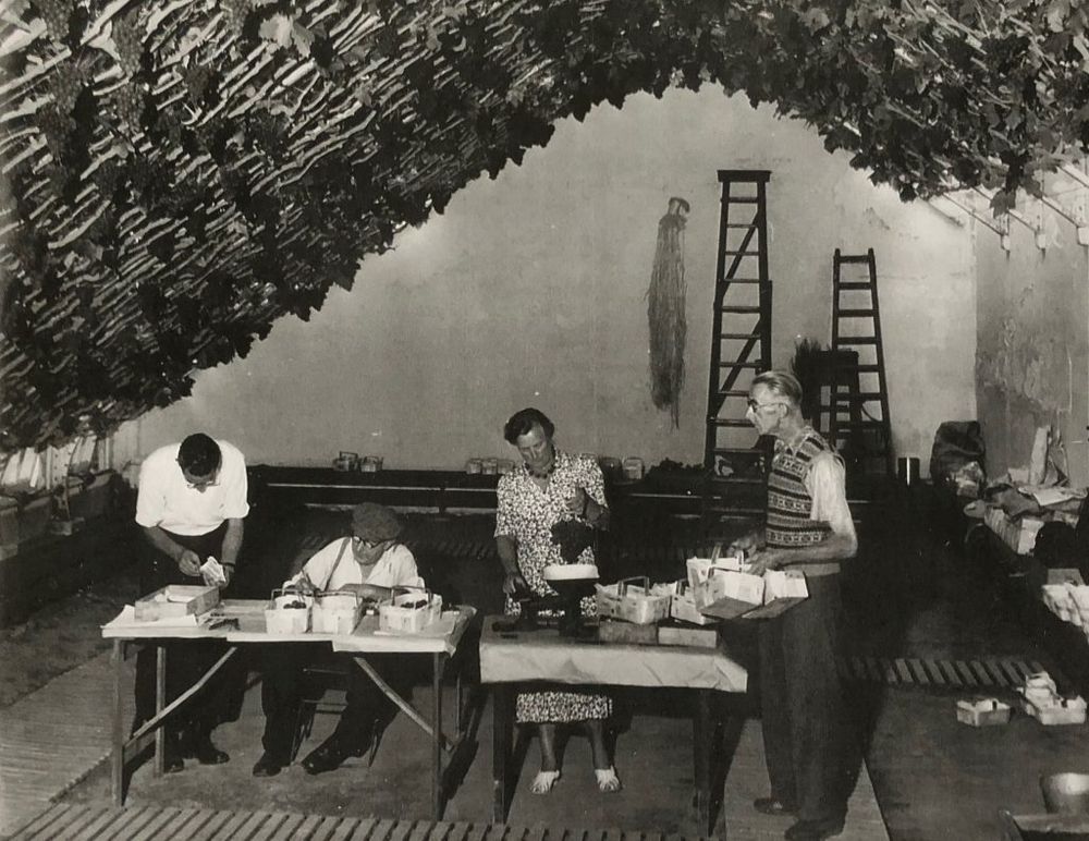 The Great Vine of Hampton Court Palace | Amusing Planet