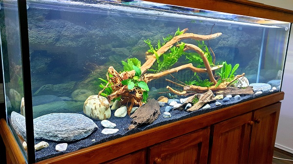 How to setup aquarium for bully, territorial & predator fish