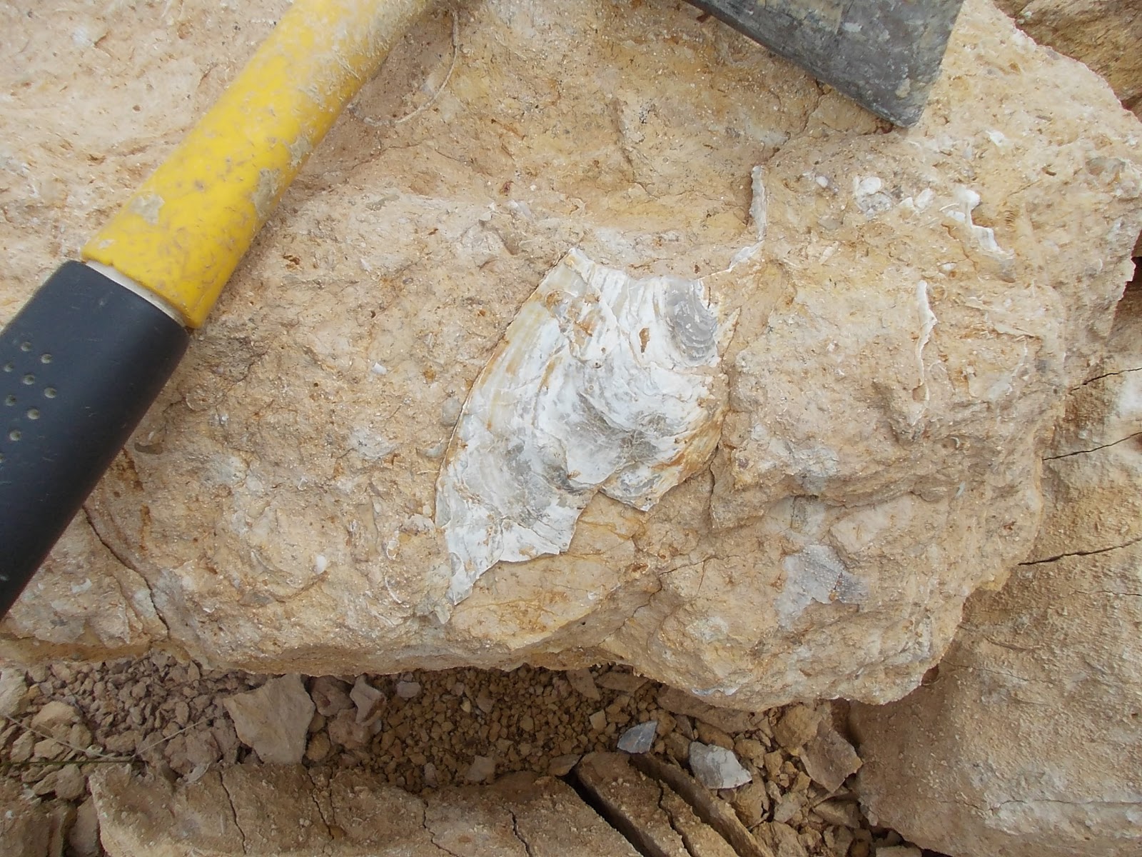 FOSILI - HERCEGOVINA: NAKON VIŠE OD 100 GOD.PREDSTAVLJAMO NALAZIŠTE ...