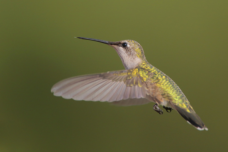Beak of the Week - Ruby-throated Hummingbird
