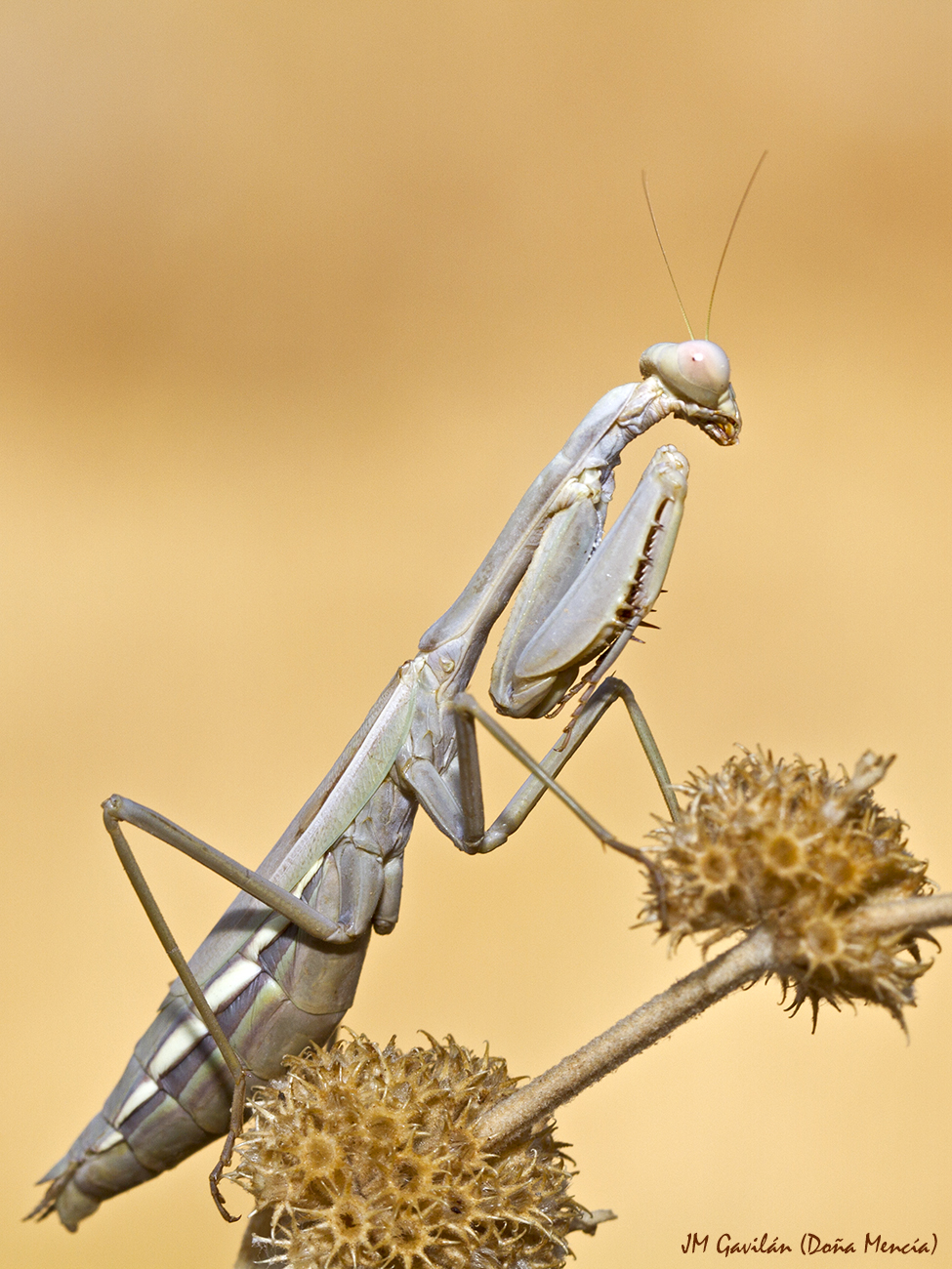 Fotografía de Naturaleza - JM Gavilán: Una mañana de insectos