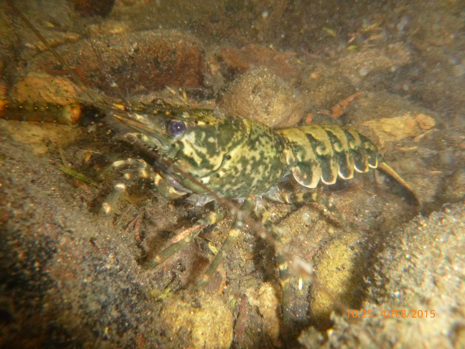 Mangaiti Gully Restoration Group: Kōura / fresh water crayfish