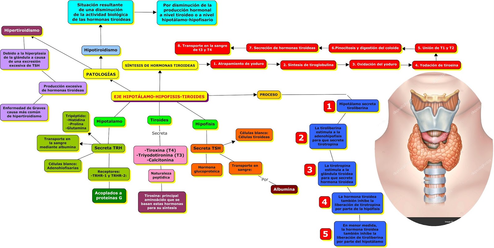 SISTEMA ENDOCRINO-Eje hipotálamo-Hipófisis-Tiroides