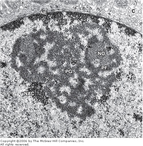 De Histology: Nucleolus
