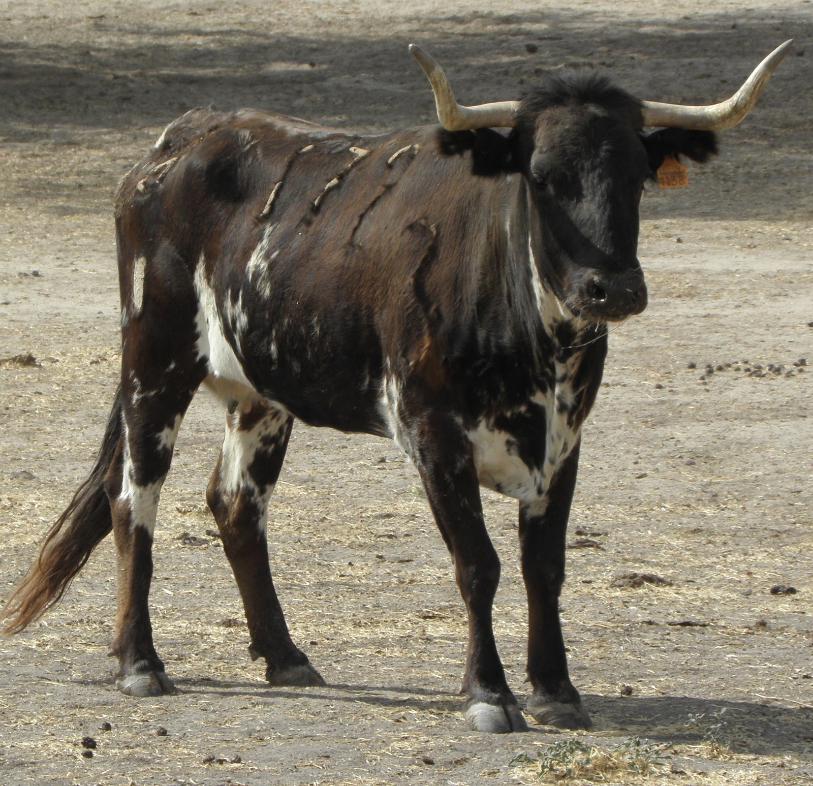 ASOCIACIÓN CULTURAL- TAURINA "PEÑA LA VACA" - GÉNAVE: VACAS DE LOS ...