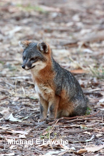 Friends of the Island Fox: Distemper Virus on the Rise in California ...