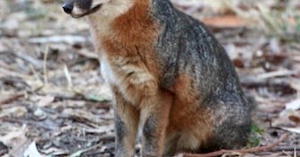 Friends of the Island Fox: Distemper Virus on the Rise in California ...