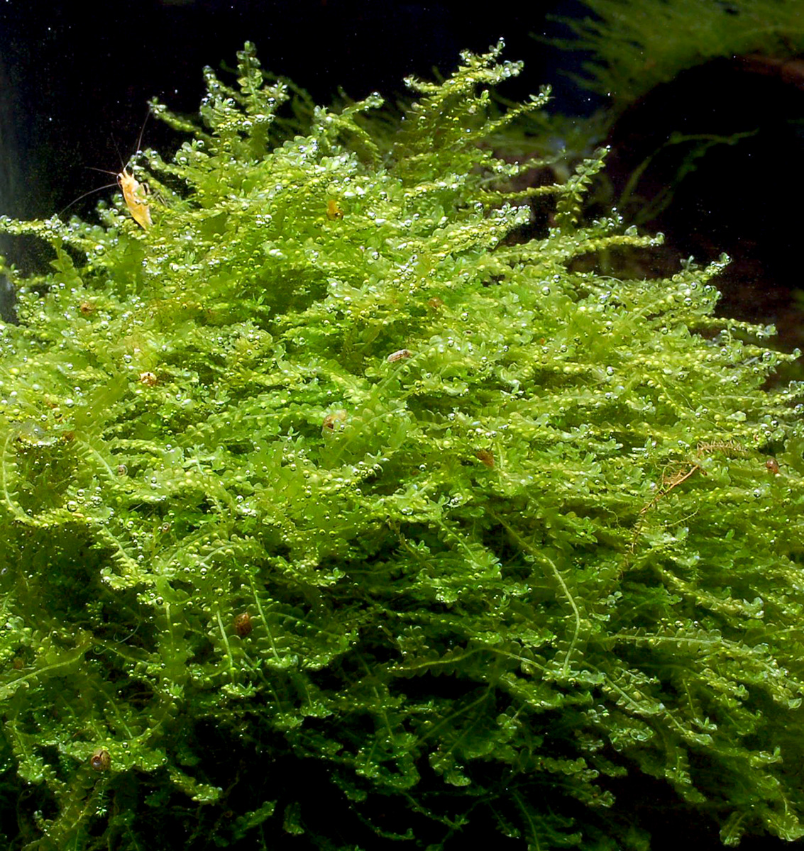 Aquatic Mosses.: Pearl Moss - Blepharostoma trichophyllum